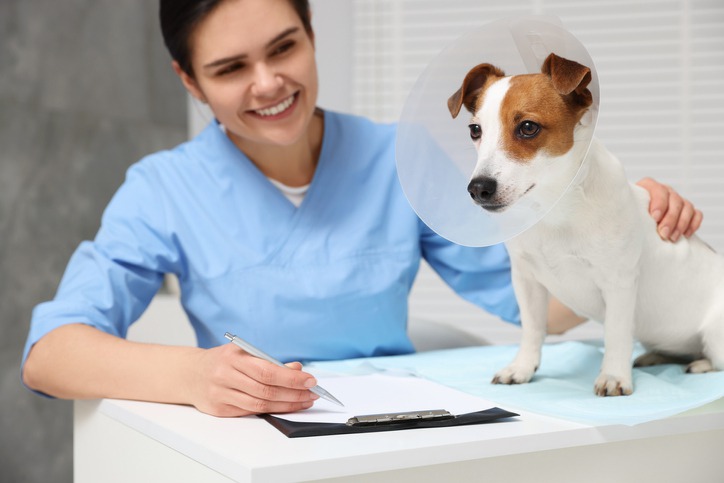 How Can You Help Your Pet Recover Post-Surgery | Francophonie Culture
