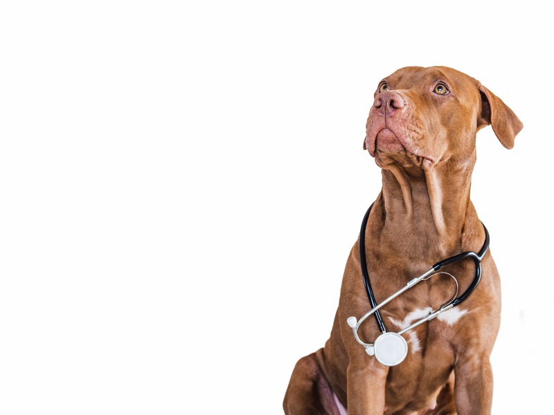 How Does My Pet’s Wellness Affect Surgical Outcomes? | Francophonie Culture