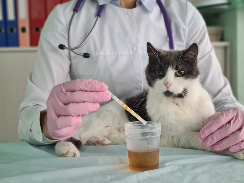 Why Is Early Detection Through Labs Important? | Francophonie Culture