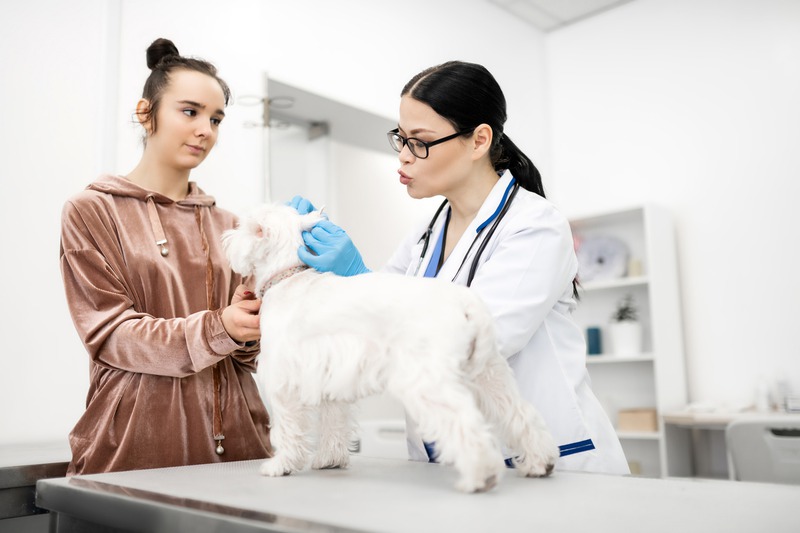 Why Routine Vet Visits Matter for Pet Health | Francophonie Culture