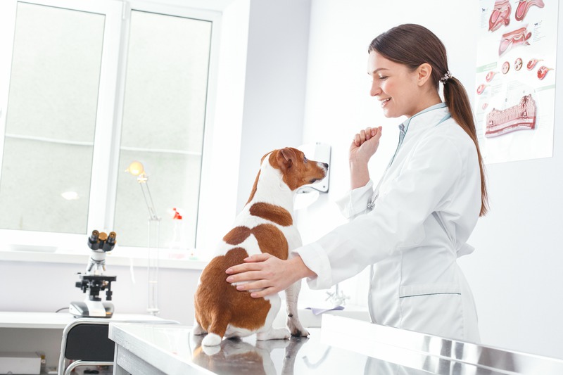 When Should I Schedule My Pet’s First Vet Check-Up? | Francophonie Culture