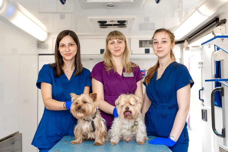 How Emergency Vet Care Can Save Your Pet’s Life | Francophonie Culture