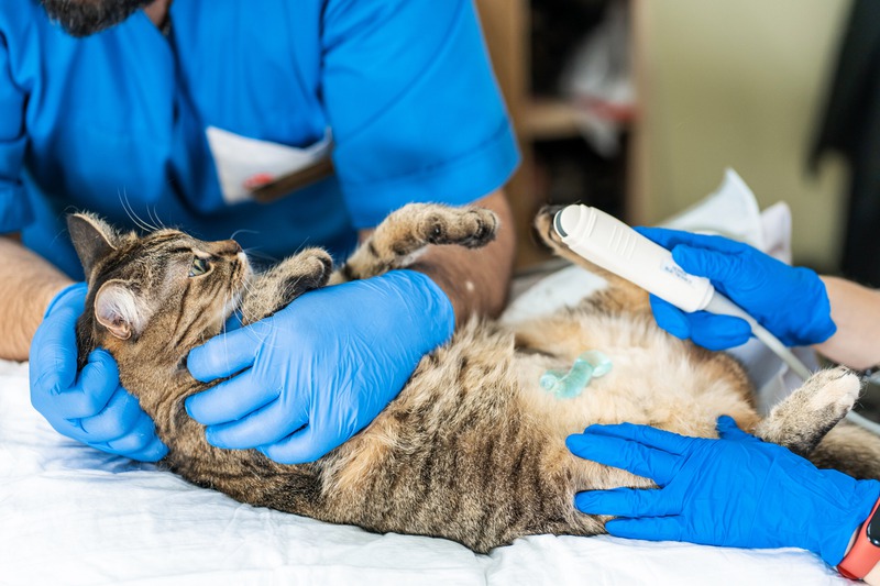 What Are the Signs Your Pet May Have Intestinal Parasites ...