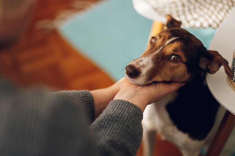 How Do I Bathe My Pet Without Stressing Them Out? | Francophonie Culture