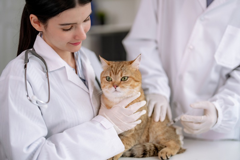 Why Should I Schedule Preventive Vet Visits for My Pet? | Francophonie ...
