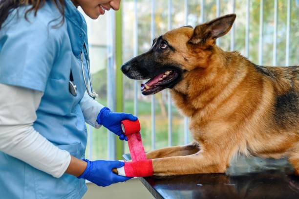 How Do Comprehensive Animal Hospitals Guarantee Pet Safety ...