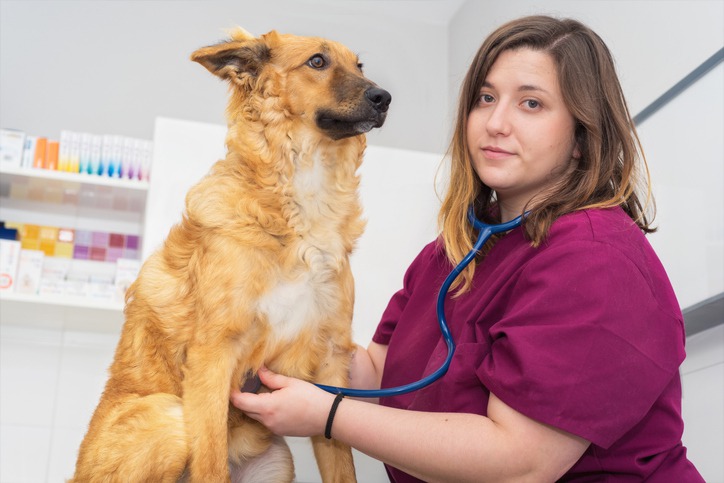 How Often Should My Pet See the Vet for Routine Check-Ups ...